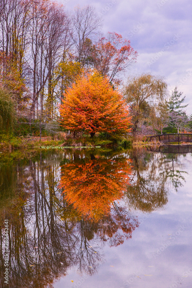 Meadowlark Botanical Garden, Vienna, Virginia. The Burnt Orange Tree ...
