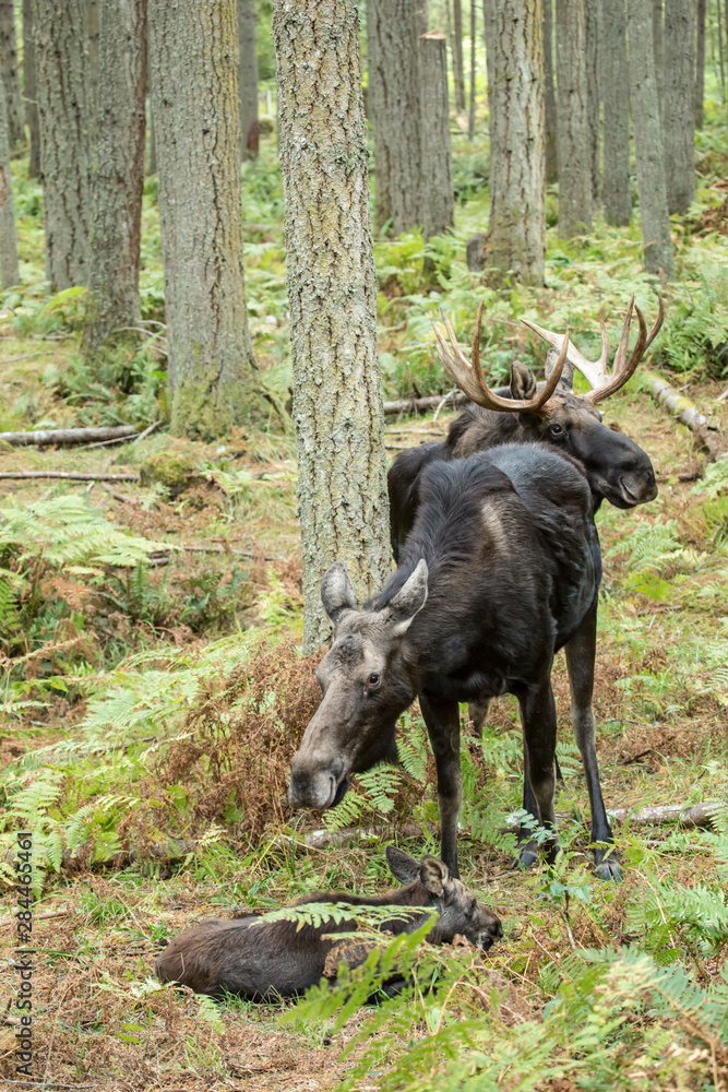 Eatonville, Washington State, USA. Moose calf resting while the cow and ...