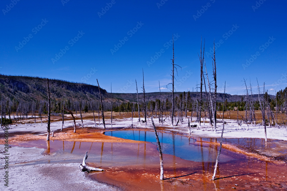 Ghost trees and bacterial mat near Grand Prismatic Spring, Midway ...