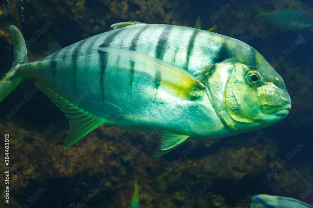 Golden trevally (Gnathanodon speciosus), also known as the golden ...