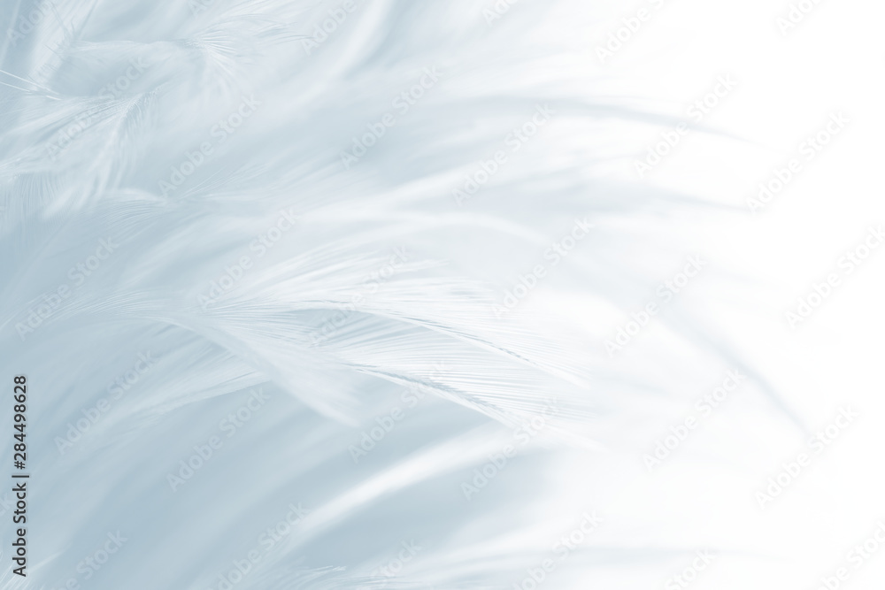 Beautiful Baby blue colors tone feather pattern texture background for ...