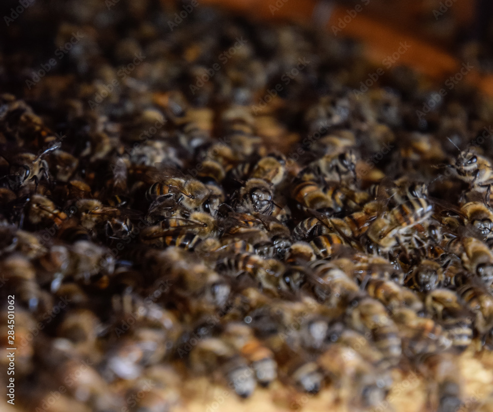 A dense cluster of swarms of bees in the nest. Working bees, drones and ...