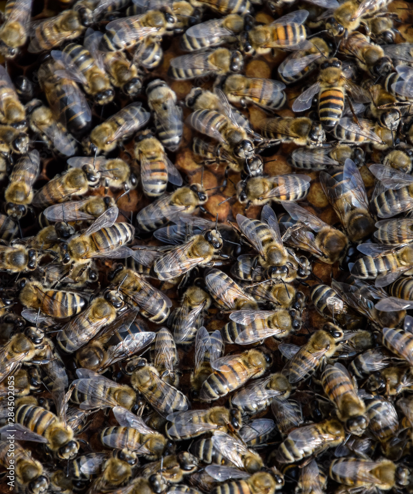 A dense cluster of swarms of bees in the nest. Working bees, drones and ...