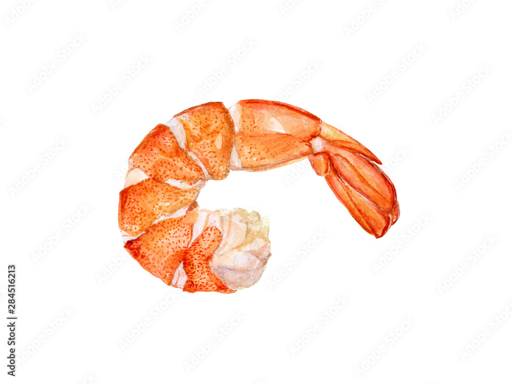 Watercolor hand drawn shrimp realistic illustration isolated on white ...