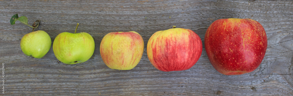 Stages of apple as a symbol of evolution of succes Photos | Adobe Stock