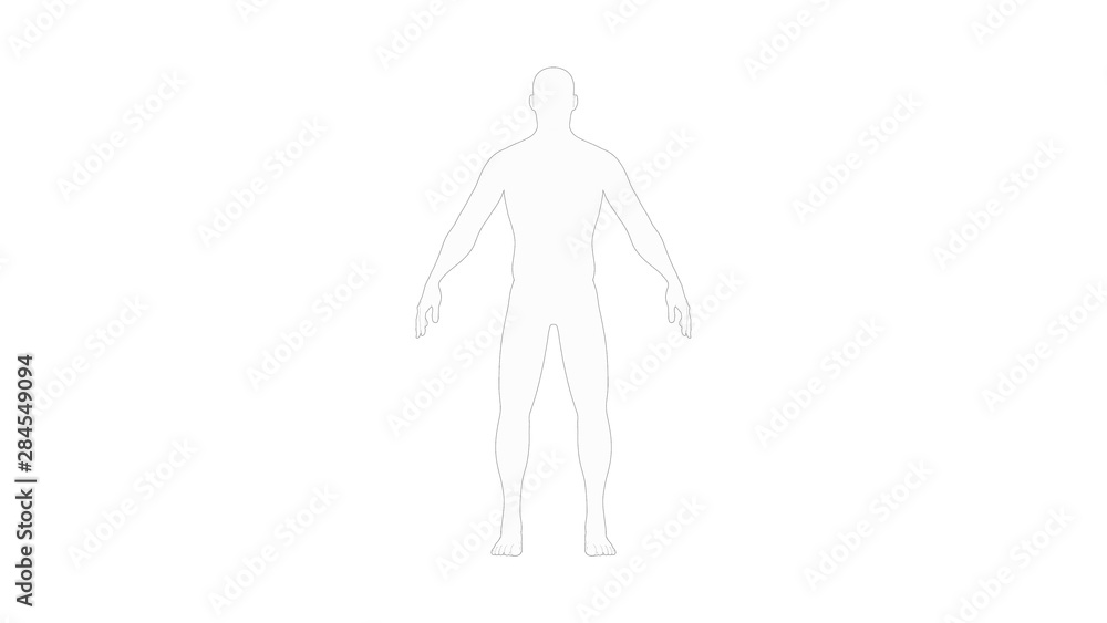Human body 3d rendering of a human body isolated in white background ...