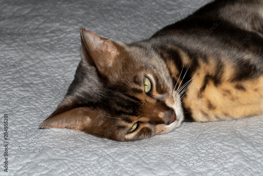 Marbled Domestic Cat