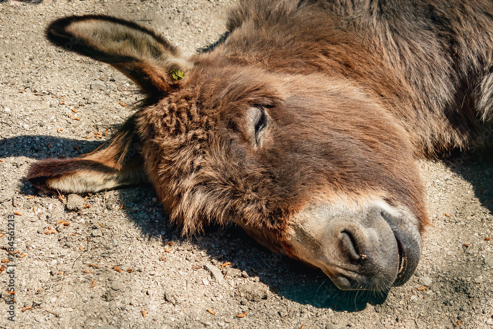tired donkey with closed eyes lying down on sand and sleeping, rest ...