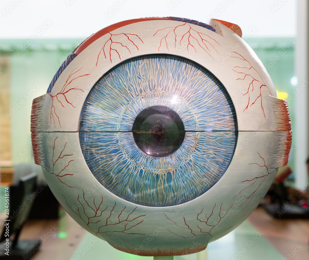 Anatomical plastic model of human eye, closeup Stock Photo | Adobe Stock