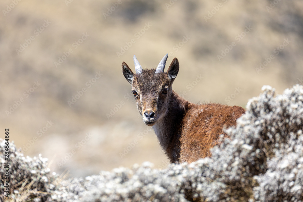 baby of very rare Walia ibex, Capra walia, one of the rarest ibex in ...