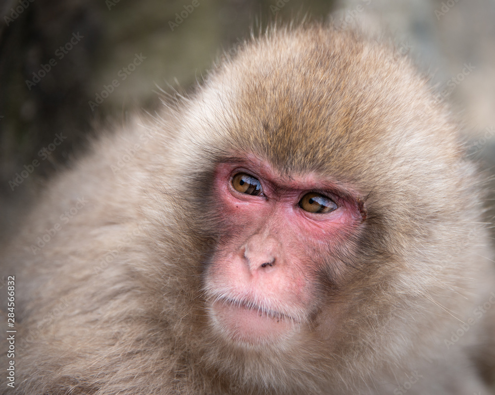 Japanese Macaque monkey with facial expression in the Jigokudani (means ...
