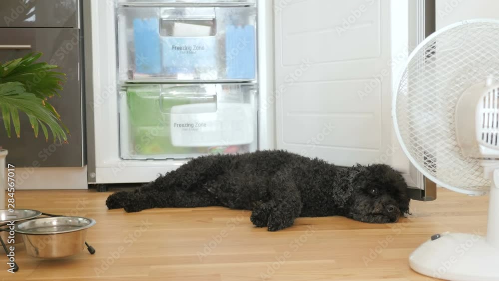 Dog is lying in front of a fridge with fan on a hot summer day vídeo do ...