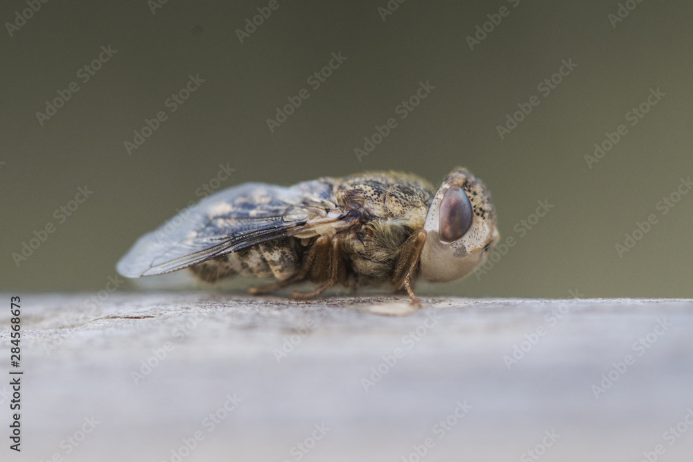 Fotka „Oestrus ovis the sheep bot fly is a fly that deposits its larvae ...