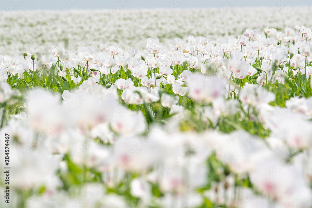 Field of white opium poppy, Papaver somniferum Stock Photo | Adobe Stock