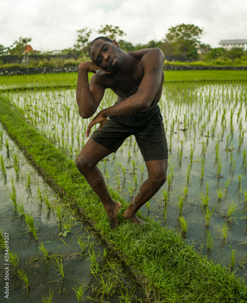 American Rice Field