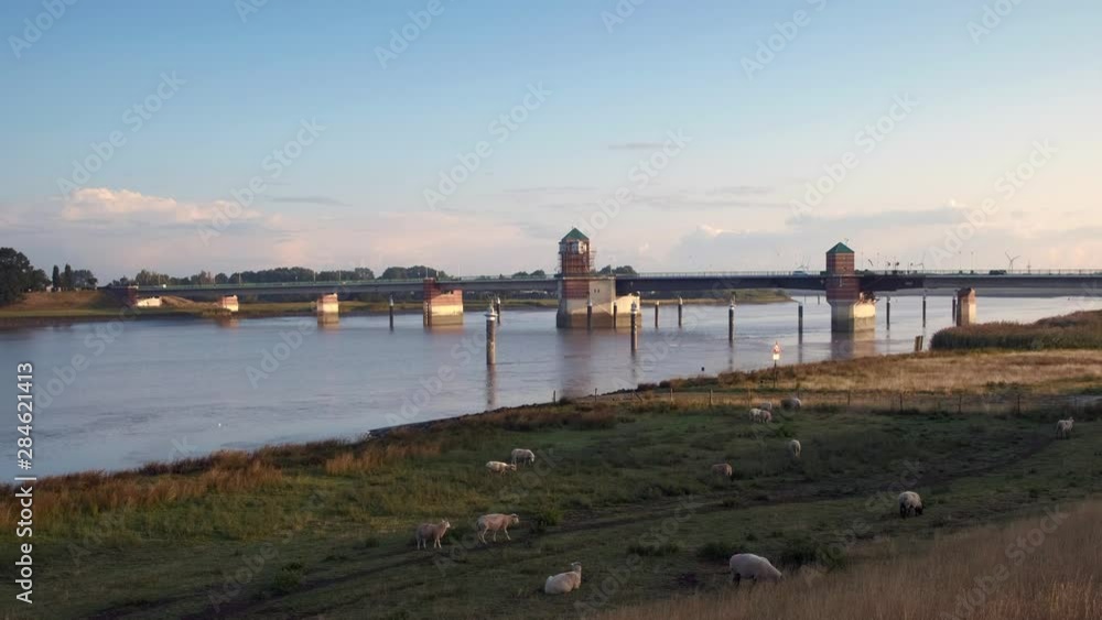 An der Ems, Deich, Wasser, Schafe und viel mehr Stock ビデオ | Adobe Stock