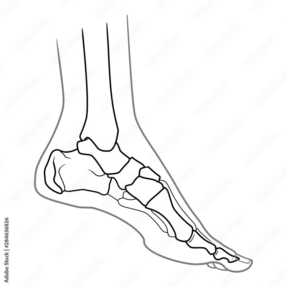 Human foot anatomy. Left leg inside view. Bones of the foot. Isolated ...