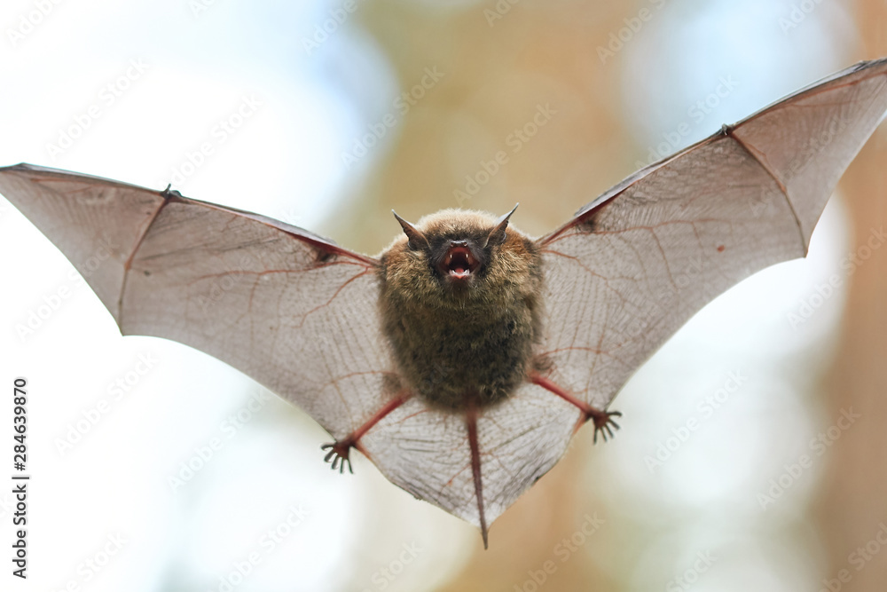 Fledermaus fliegt am Tag durch einen Wald Stock Photo | Adobe Stock