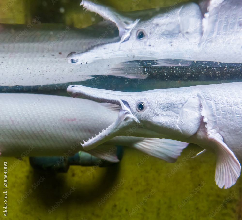 alligator gar showing its teeth and reflecting in the water, fish ...