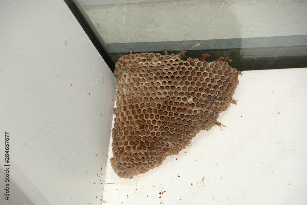 glass roof with big abandoned wasps nest, big empty wasp nest or ...