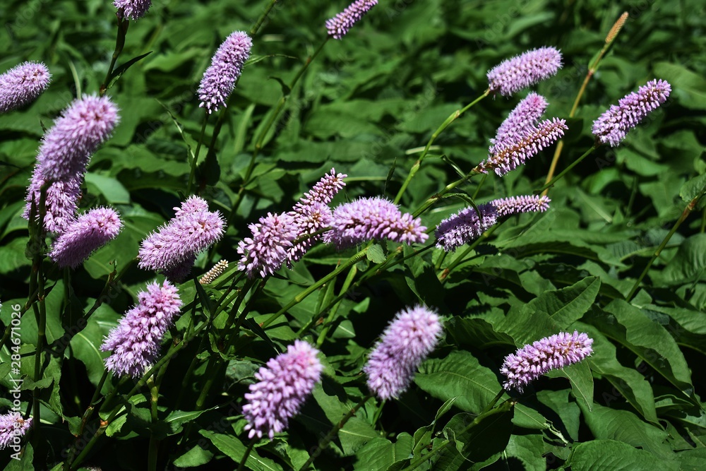 Bistorta officinalis ( Persicaria bistorta), known as bistort, common ...