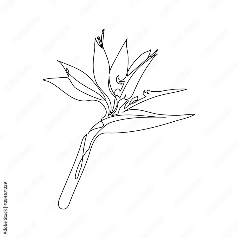 bird of paradise flower one line drawing. Editable line. Minimal ...