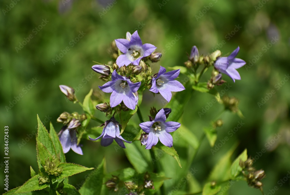 Flowers of Campanula Rapunculoides, known as creeping bellflower or ...