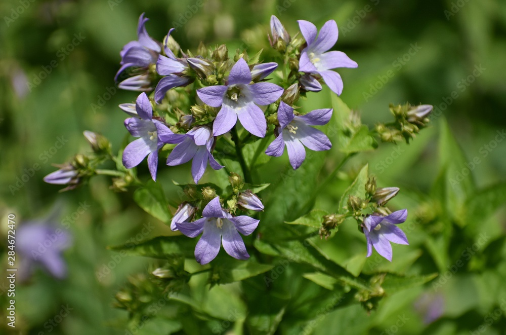 Flowers of Campanula Rapunculoides, known as creeping bellflower or ...