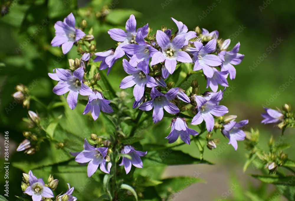 Flowers of Campanula Rapunculoides, known as creeping bellflower or ...