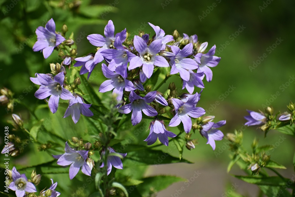 Flowers of Campanula Rapunculoides, known as creeping bellflower or ...