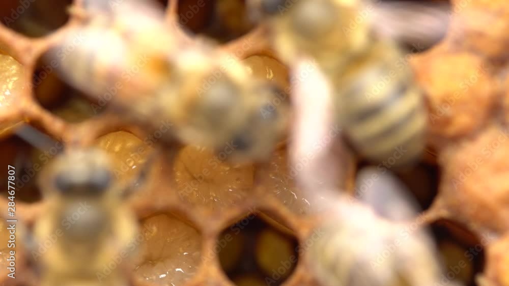 Caring For Brood. Worker’s role of nurse bee, tending to the colony’s ...