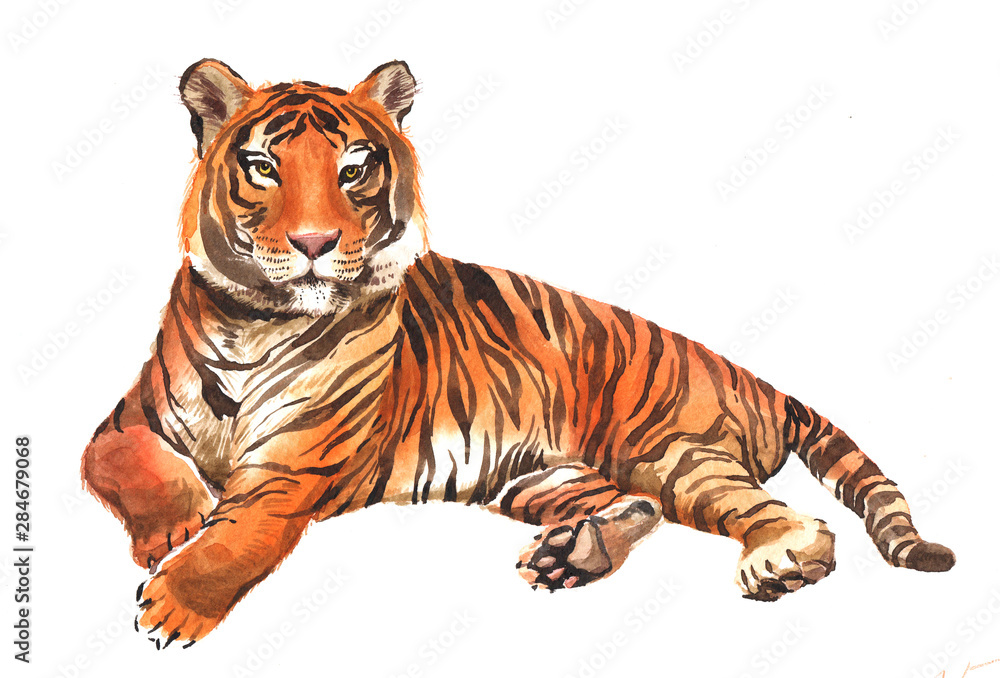 Watercolor single tiger animal isolated on a white background ...