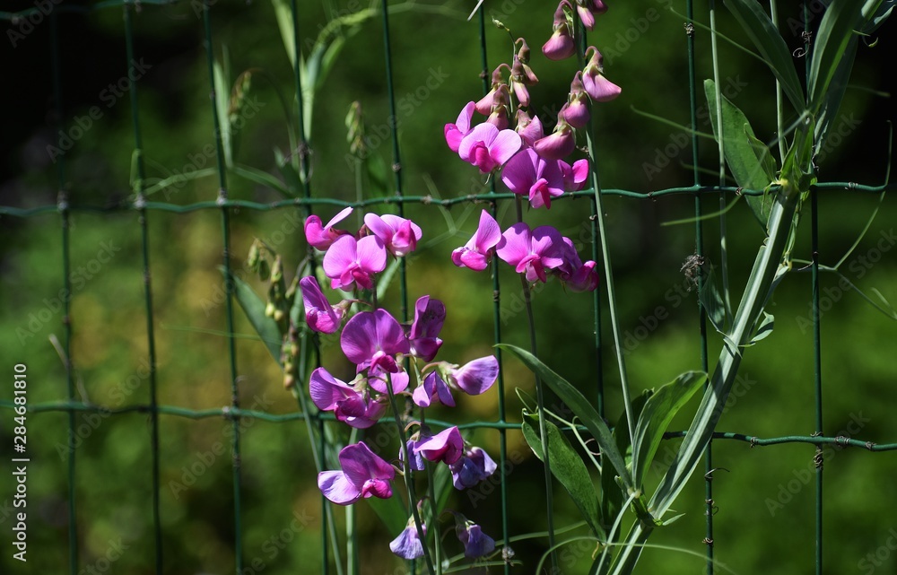 Lathyrus Latifolius, the perennial peavine, perennial pea, broad-leaved ...