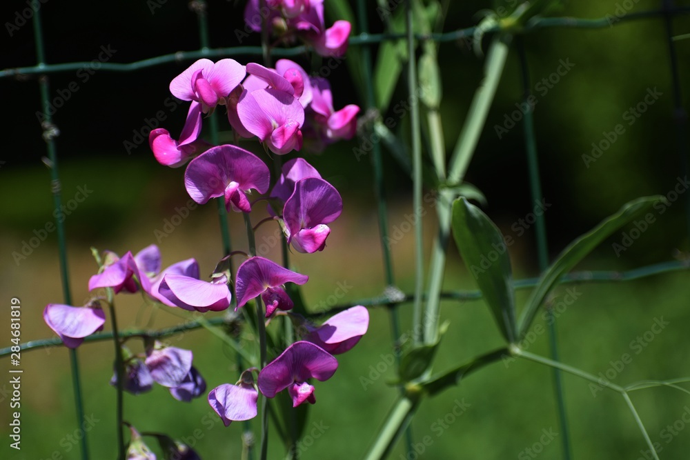 Lathyrus Latifolius, the perennial peavine, perennial pea, broad-leaved ...