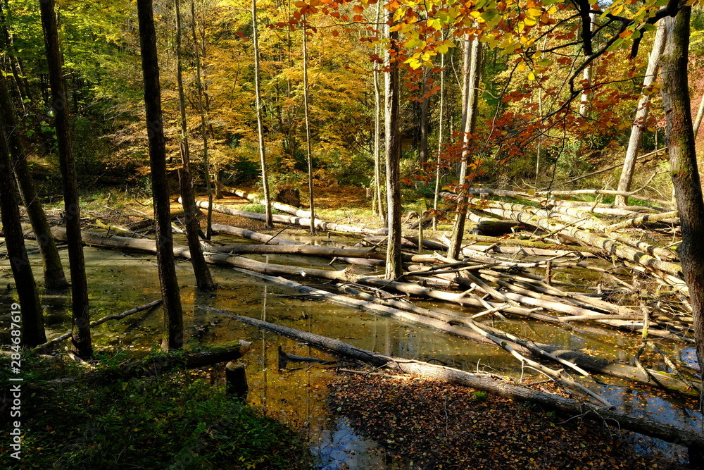 Der Steigerwald bei Ebrach im Naturpark Steigerwald, Landkreis Bamberg ...