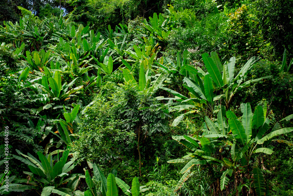 Banana Tree In Rainforest