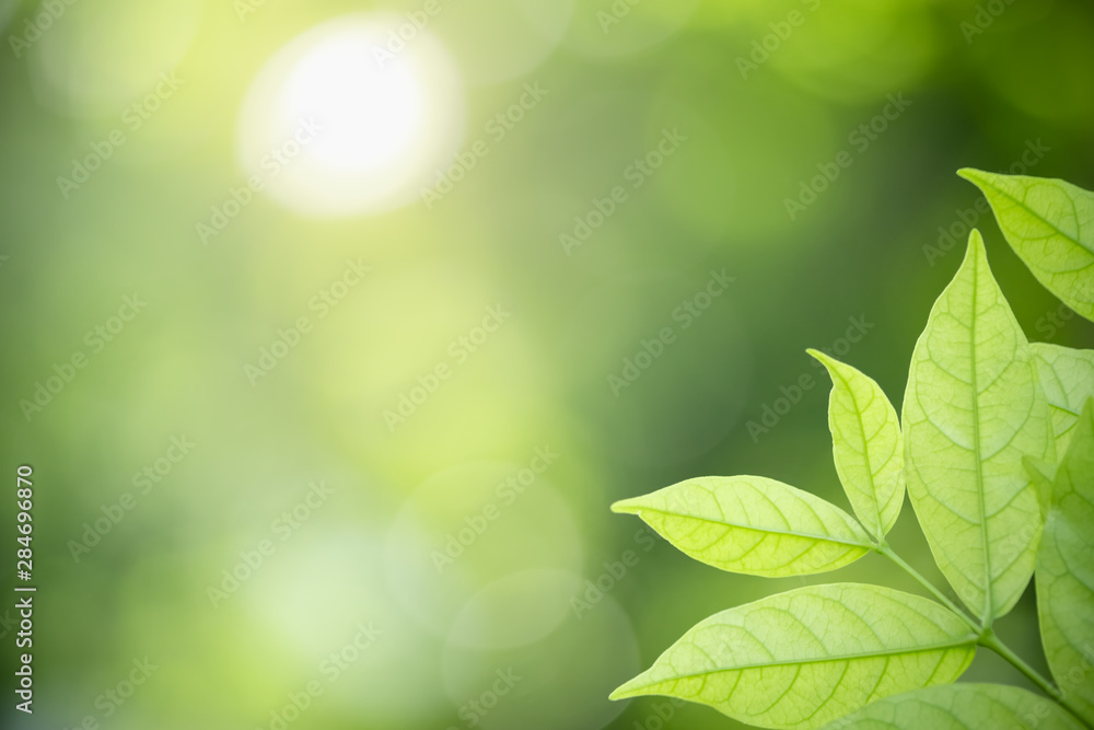 Nature Wallpapers High Resolution Green