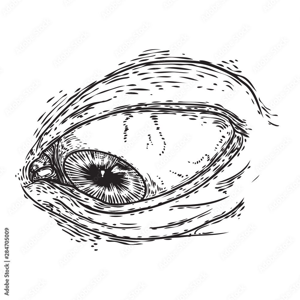 Various drawing of the all seeing eye in different direction and ...