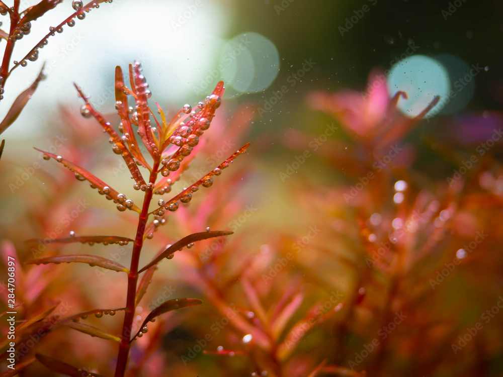 Air bubble on leaves of Rotala sp. ‘Colorata’ or Rotala super red in ...