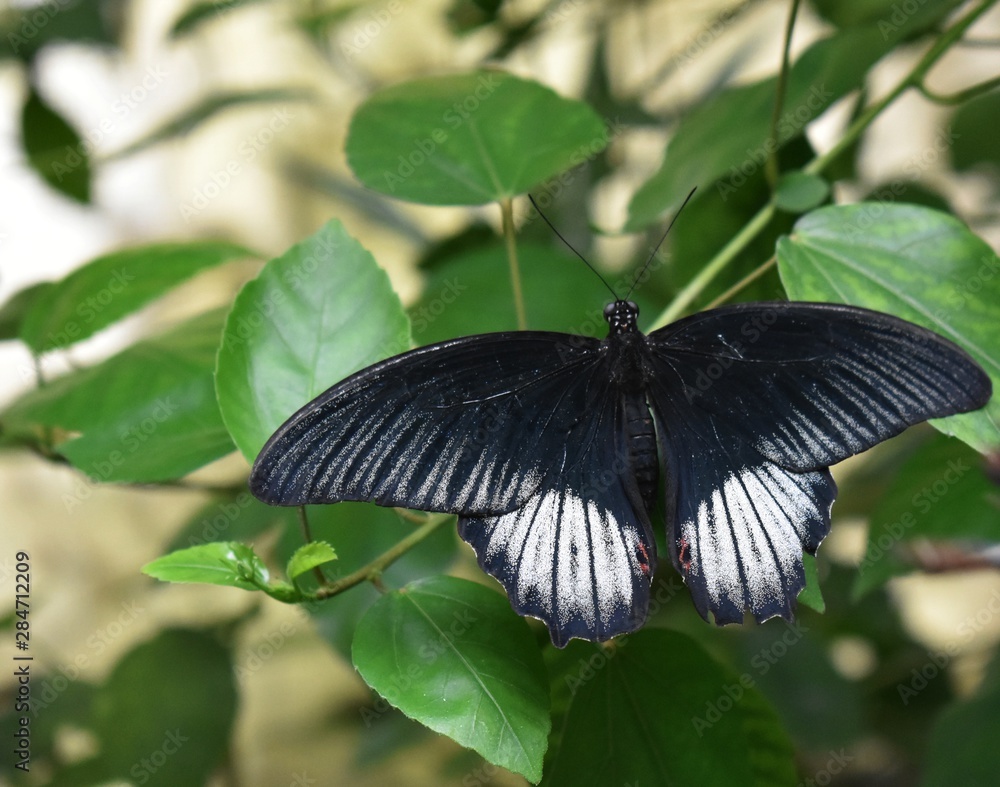 Common Mormon (Papilio Polytes, Papilio lowi, Asian Swallowtail) male ...