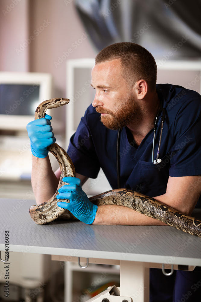 Vet holds snake. Treatment of reptiles and snakes in veterinary clinic ...