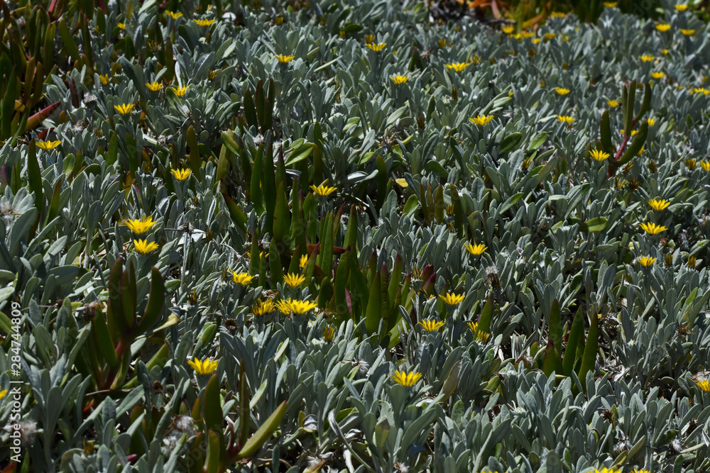 Trailing Gazania (Gazania rigens) And Sour Fig (Carpobrotus edulis ...
