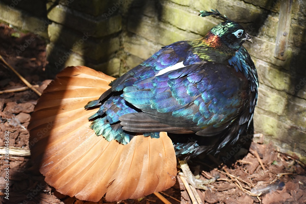 Impeyan Pheasant Female