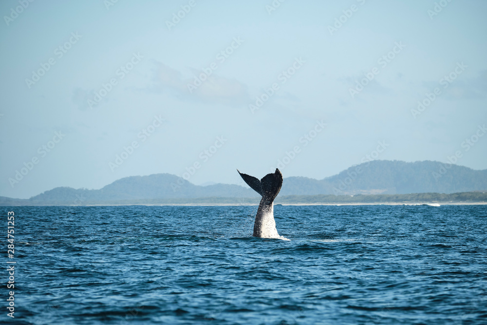 Large humpback whale splashing and slapping tail during whale season ...