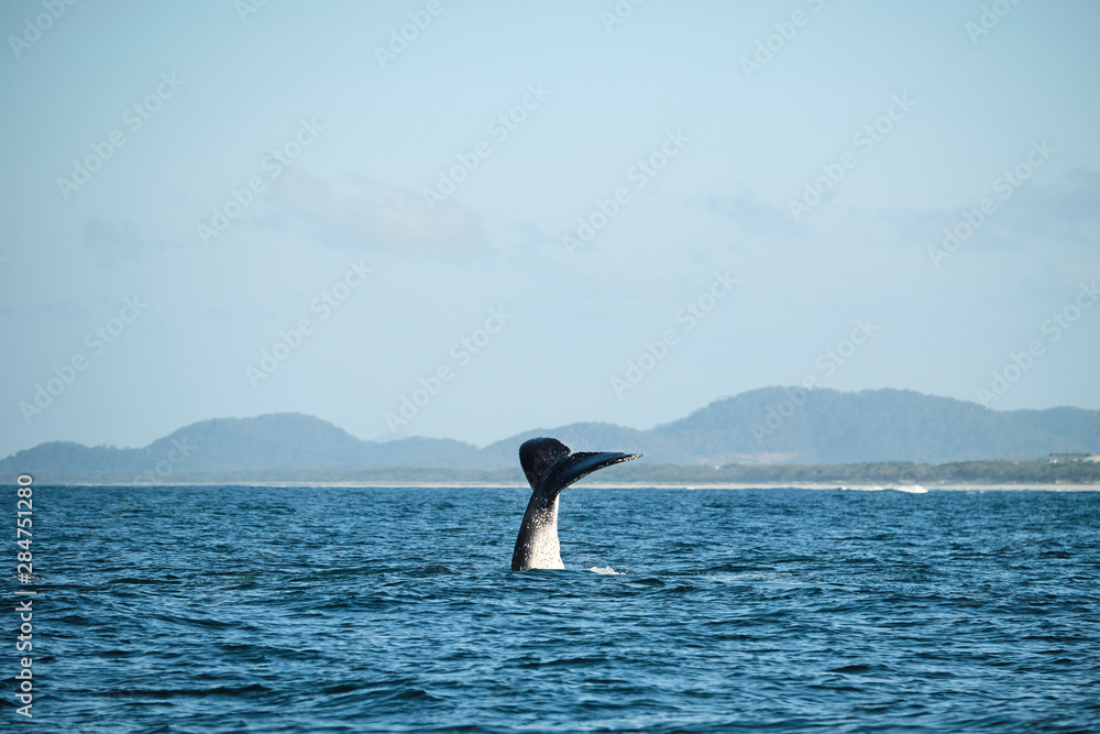 Large humpback whale splashing and slapping tail during whale season ...