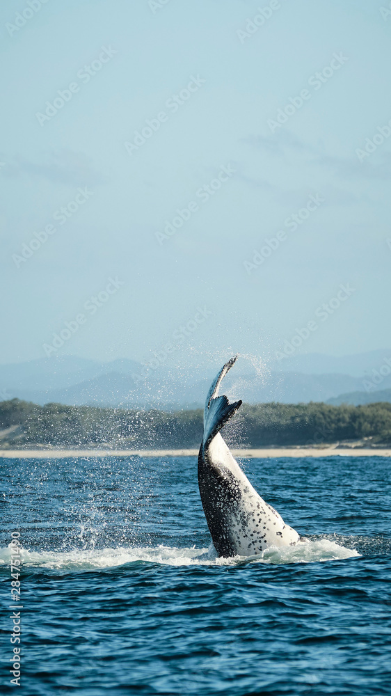 Large humpback whale splashing and slapping tail during whale season ...