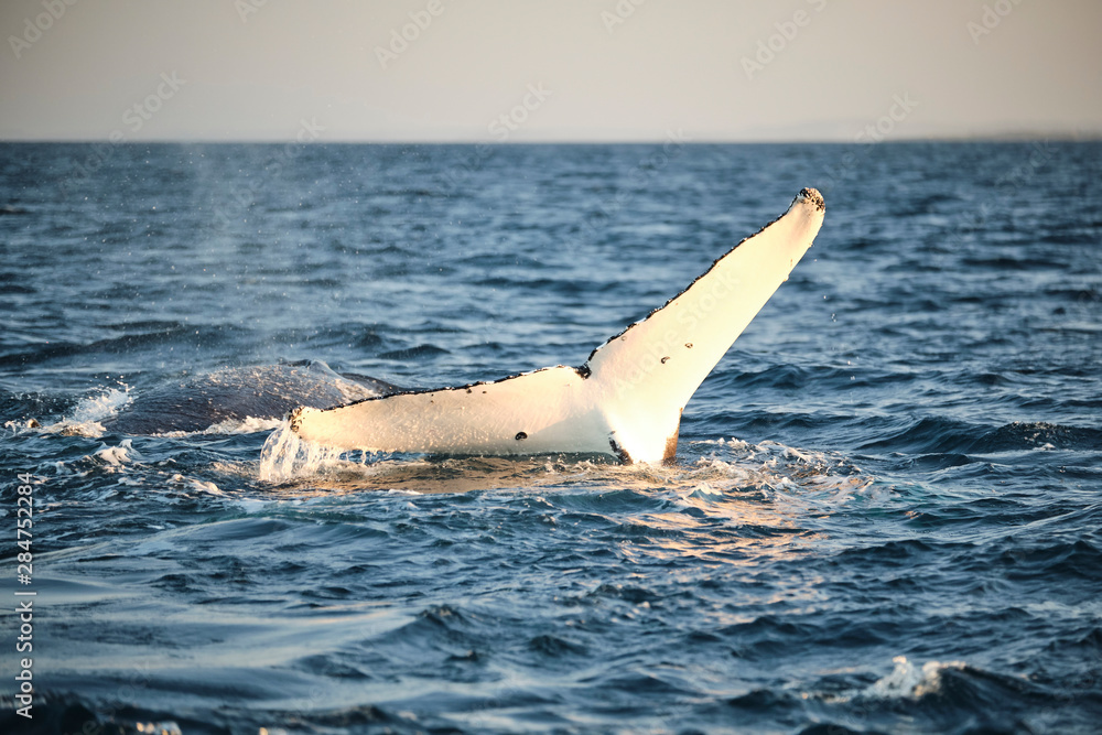 Large humpback whale splashing and slapping tail during whale season ...