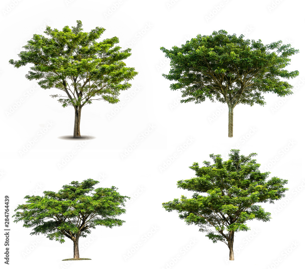 collection of various Tree isolated on white background high resolution ...