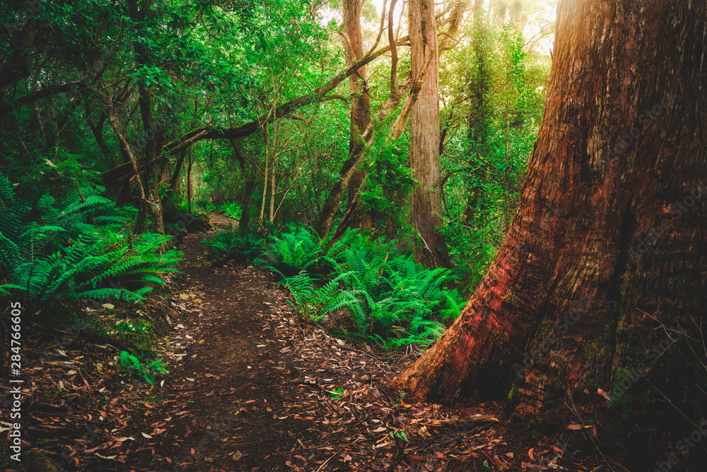 Beautiful path in lush tropical rainforest jungle in Tasman peninsula ...