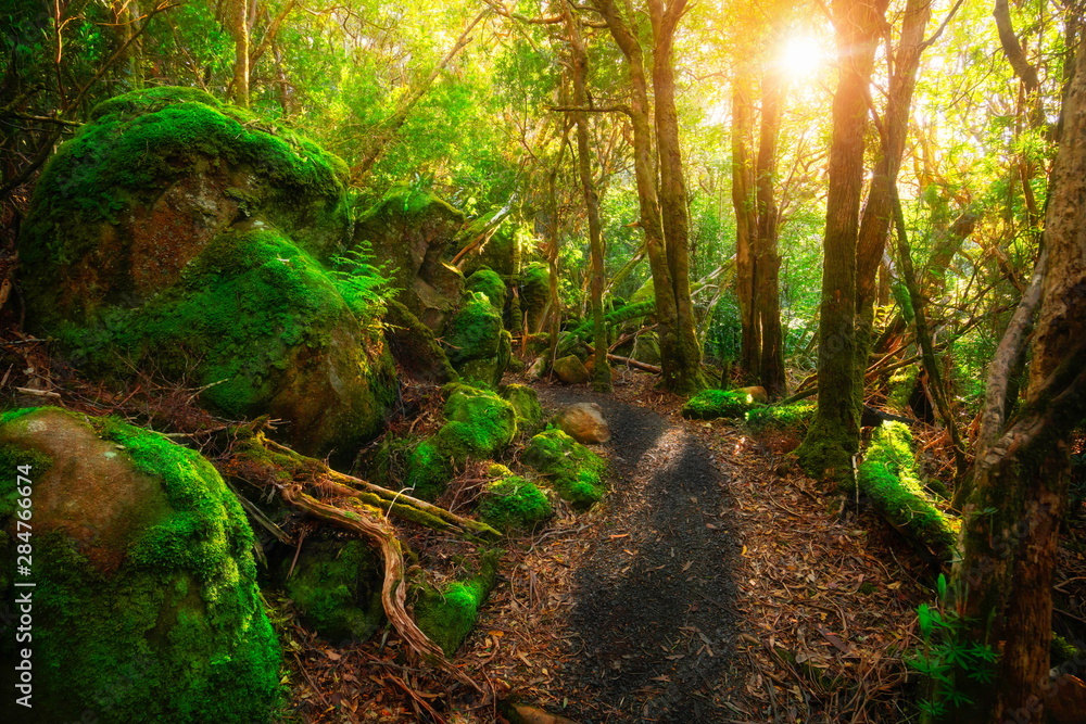 Beautiful path in lush tropical rainforest jungle in Tasman peninsula ...